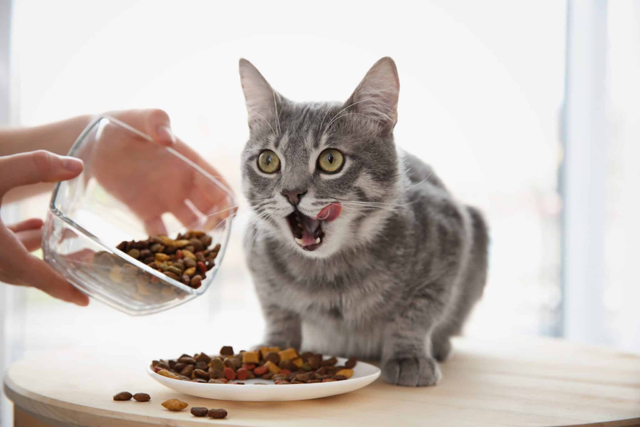 9 Astuces qui Fonctionnent pour Éviter que la Litière du chat Pue