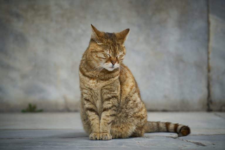 Que Signifient les Positions du Chat Quand il Dort