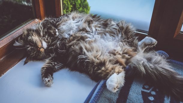Que Signifient les Positions du Chat Quand il Dort