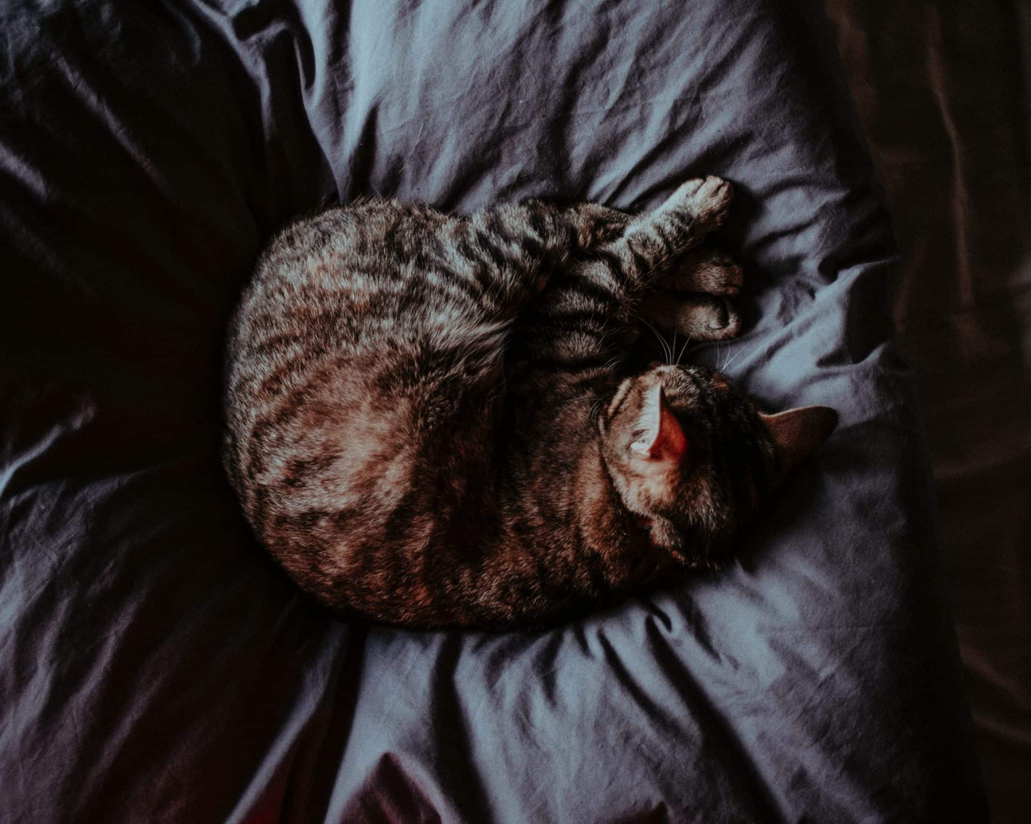 Que Signifient les Positions du Chat Quand il Dort